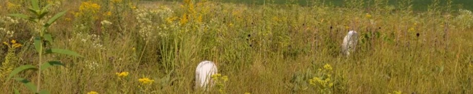 Pioneer Cemetery Prairies of Illinois - Wild Ones Greater DuPage